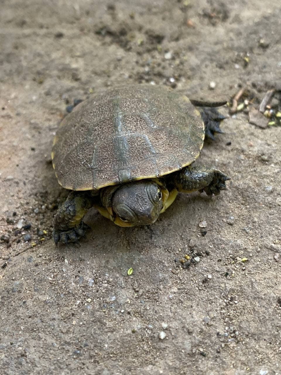 Baron Ranch Restoration Area - Less Is More